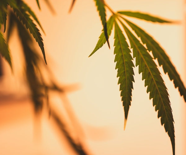 Exploring The Different Methods Of Consuming Alternative Cannabinoids
