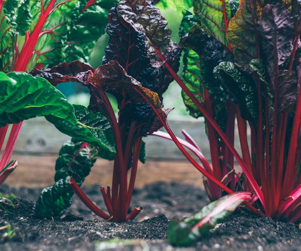 The Green Revolution: Alternative Cannabinoid Farming Impact – Relivia