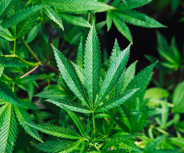 Understanding THC and CBD: The Basics of Cannabinoid Types – Relivia