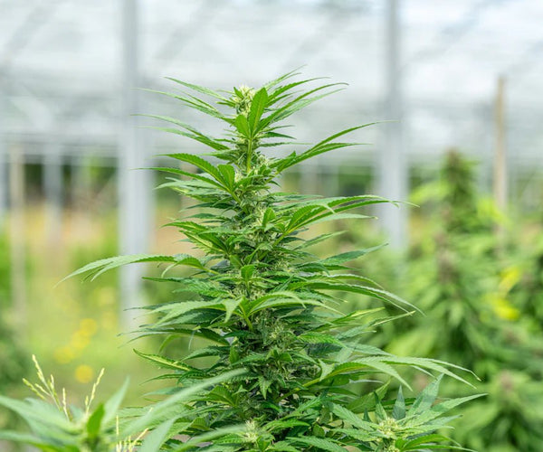 Unlocking the Power of Lesser-Known Cannabinoids – Relivia